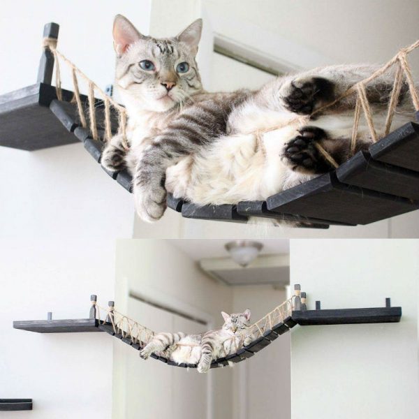 Indiana Jones Cat Bridge - Shut Up And Take My Money