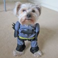 Batman Dog Costume - Shut Up And Take My Money
