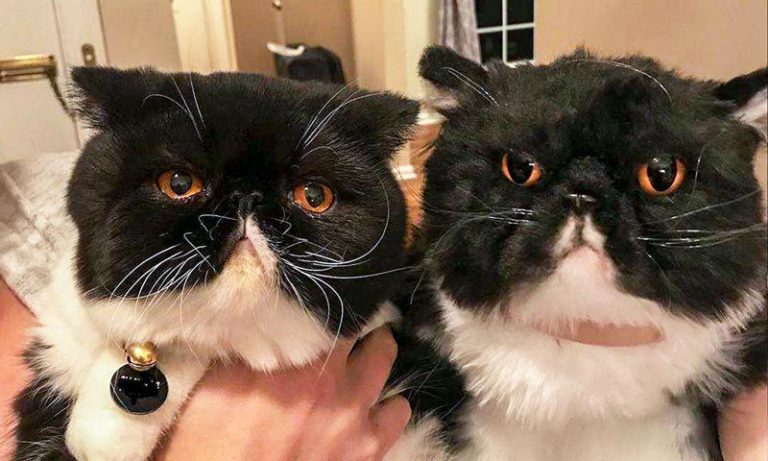 Custom Pet Stuffed Animals - Shut Up And Take My Money