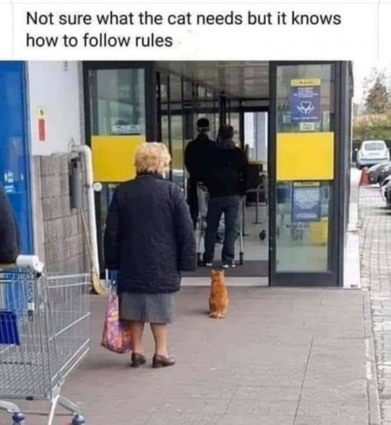 Even Cats Are Social Distancing - Meme - Shut Up And Take My Money