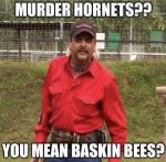 Murder Hornets You Mean Baskin Bees - Meme - Shut Up And Take My Money