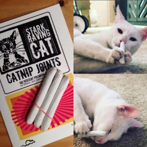 Catnip Joints - Shut Up And Take My Money